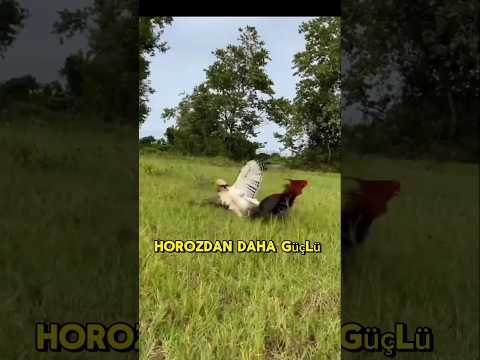 Oha Bu Horoz Kartala Ne Yaptı Öyle 😱#shorts #hayvanlar