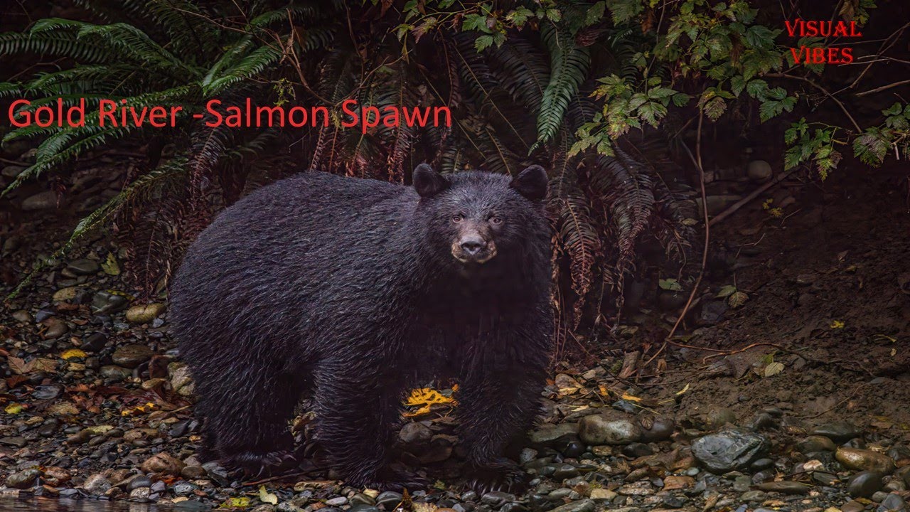 Gold River - Salmon Spawn - Lot of bears. - YouTube