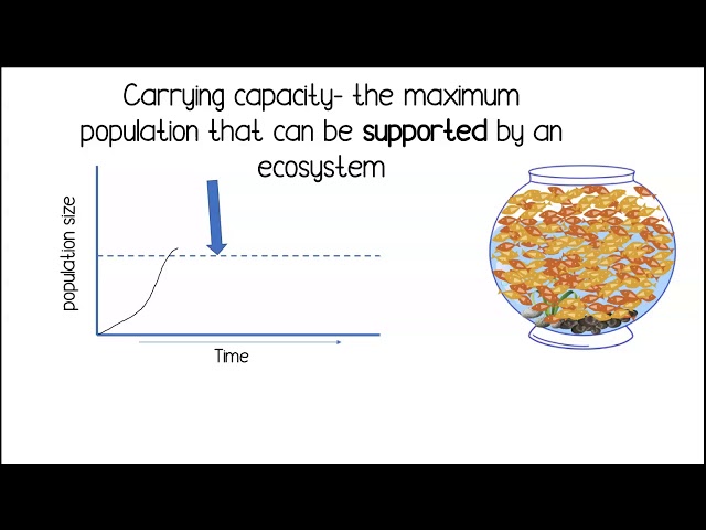 Carrying Capacity Ecosystem Carrying Capacity And Ecological Footprint