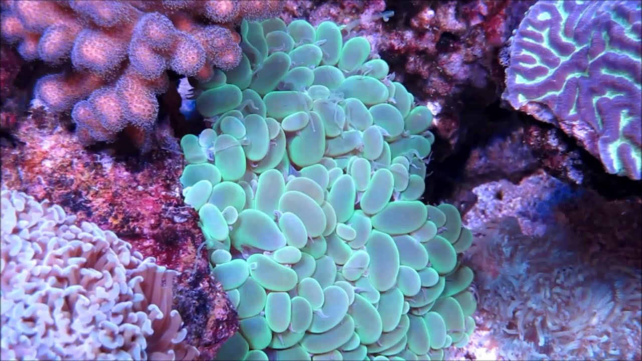 daniels reef 27.3.13 - YouTube