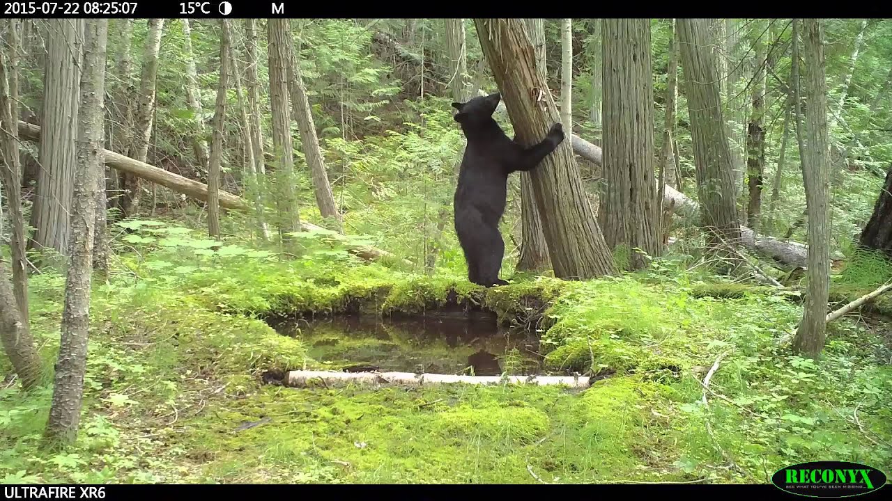 Male Black Bear marking territory - YouTube