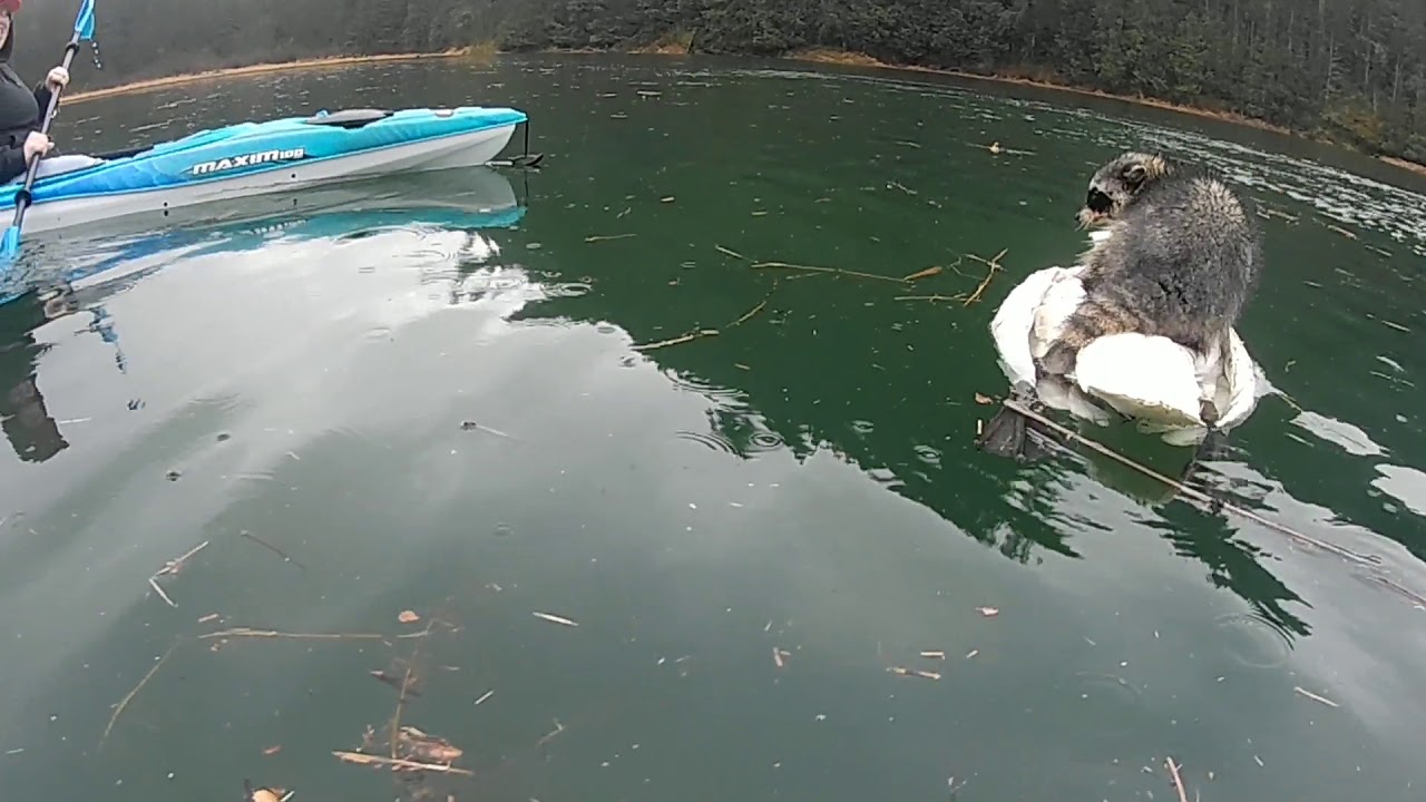 Raccoon floating on a swan - YouTube