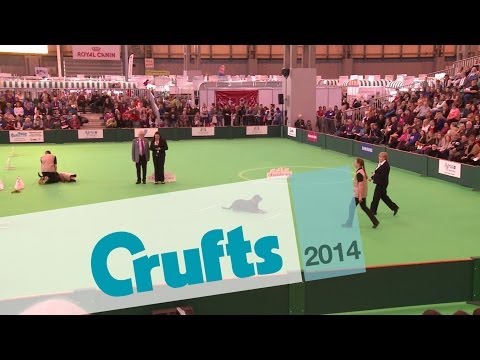 Gehorsam | Regelmäßige Übungen | Team Rottweiler | Crufts 2014