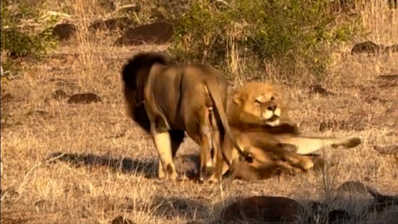 This male lion thought his brother was a rival when he stepped on his ...