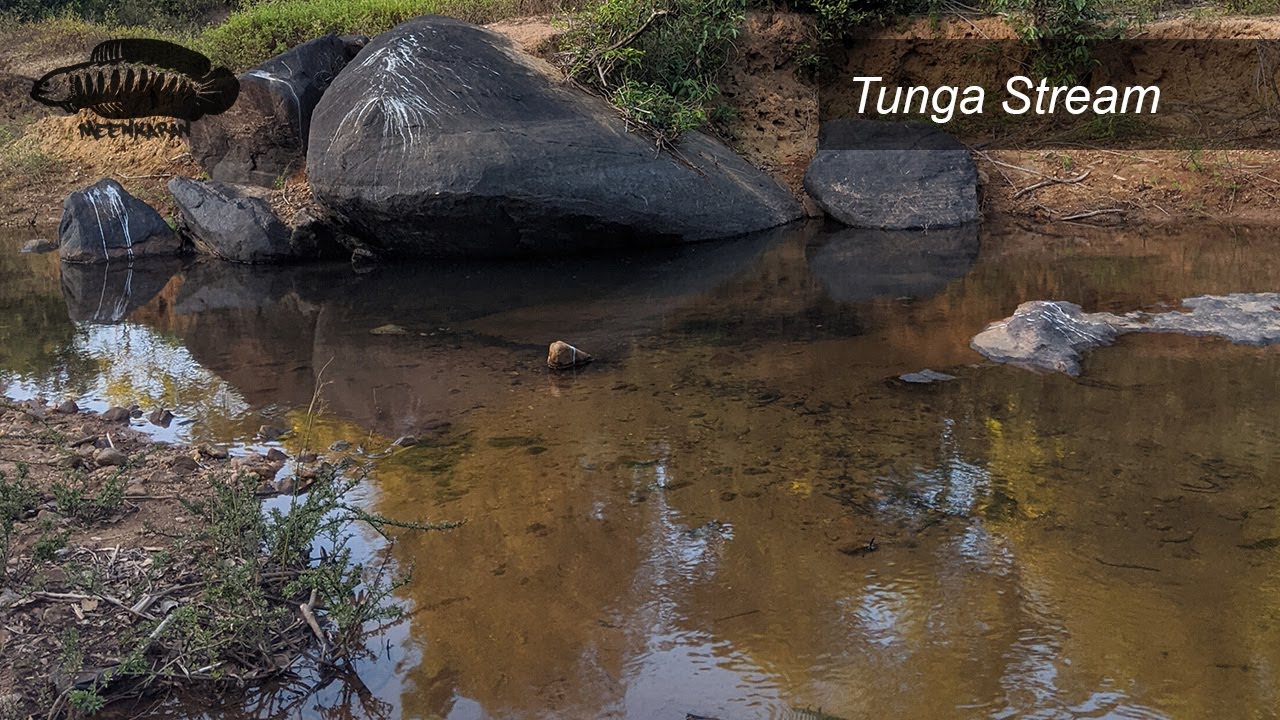 Underwater video of a hillstream from the Tunga river system - YouTube