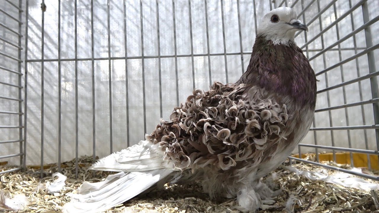 Frillback (fancy pigeon) - YouTube