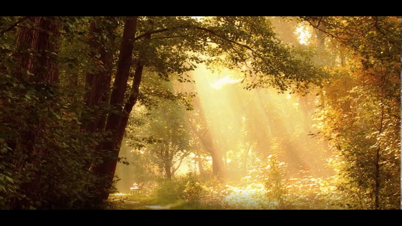 Forest Relaxing Meditation 30 Minutes Relaxing Meditation Calming ...