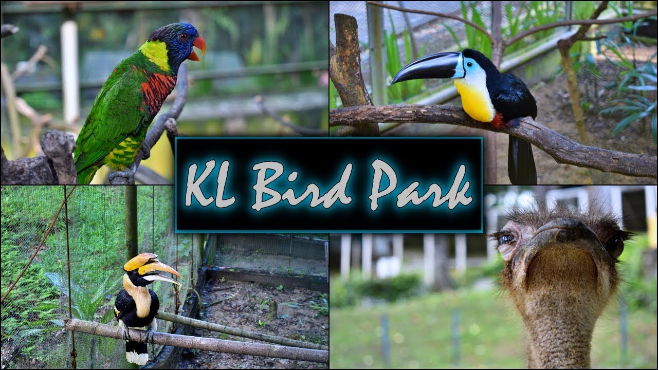 Worlds Largest Avery In Kuala Lumpur Malaysia Birds Of YouTube Worlds Largest Avery In Kuala Lumpur Malaysia Birds Of YouTube