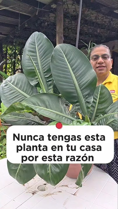 Nunca tengas esta planta en tu casa por esta razon #jardin #flores # ...