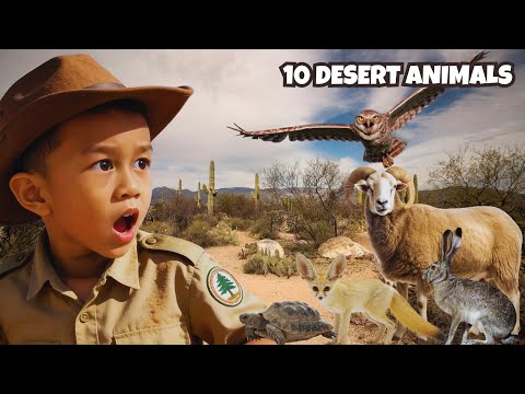 10 Amazing Wild Animals of the Colorado Desert, California! 🌵☀️