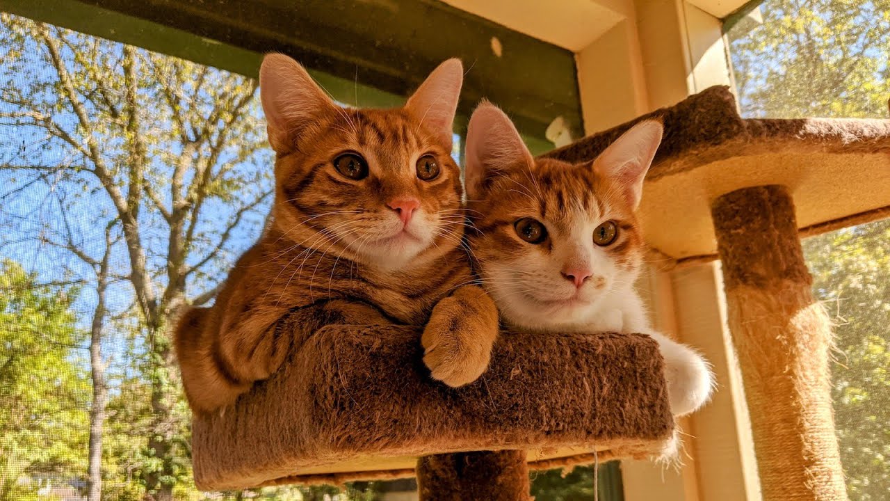 Roscoe Current Cat Lineup - Grumman Guru Style - YouTube