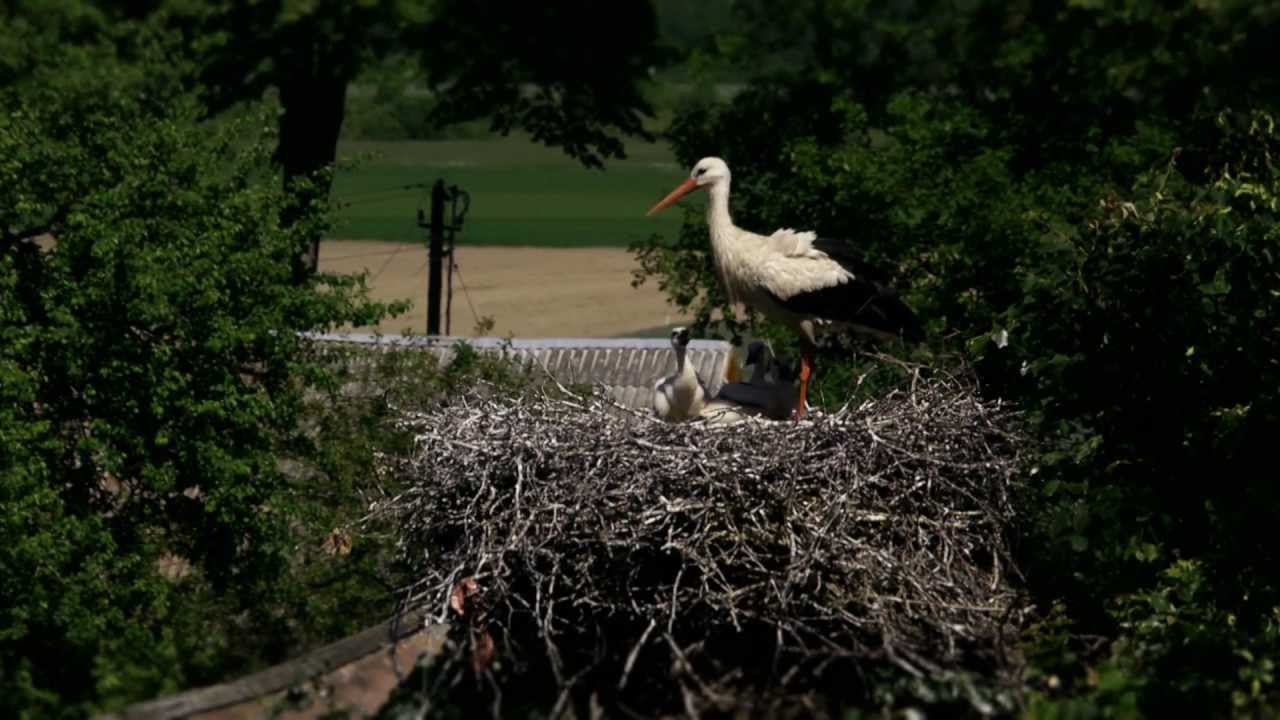 White storks always come back... - YouTube