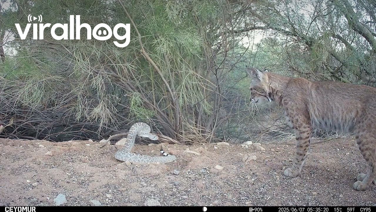 Bobcat awakens a rattlesnake, then makes a shrewd move