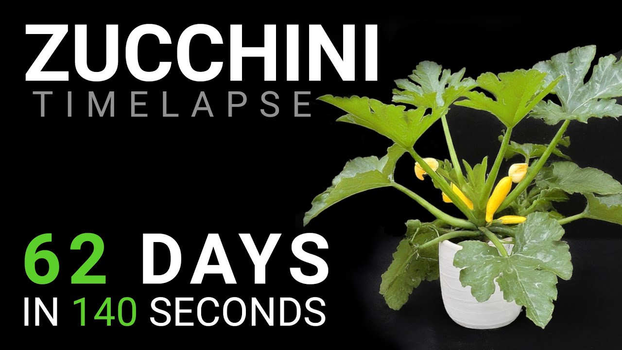 Growing Golden Zucchini Time Lapse: Seed to Fruit in 60 days - YouTube