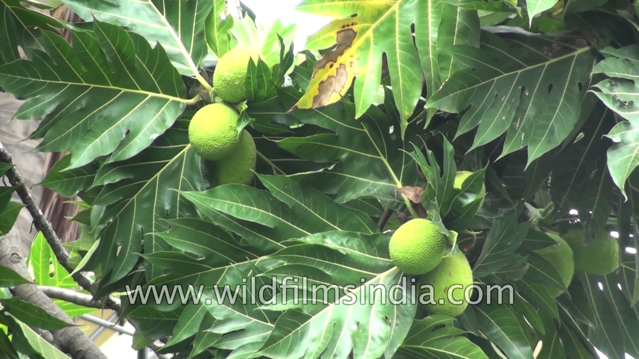 Breadfruit tree or Artocarpus altilis in South India - YouTube
