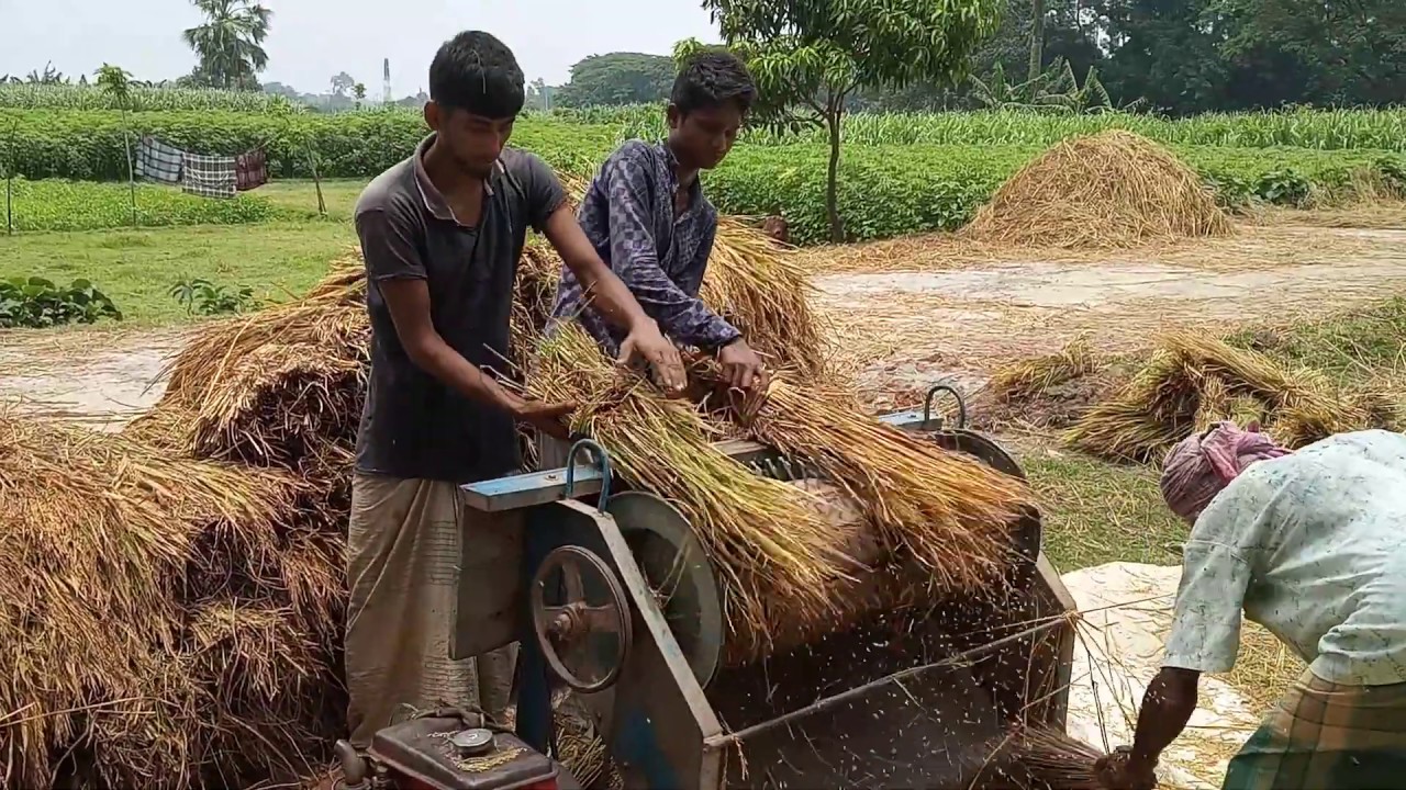 Harvesting Rice By Handmade Rice Thresher Machine Part 2 - YouTube