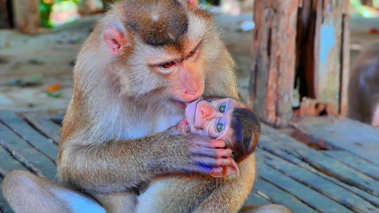 Wow ! Mama monkey STELA tries to clean his mouth child -look good Mom ...