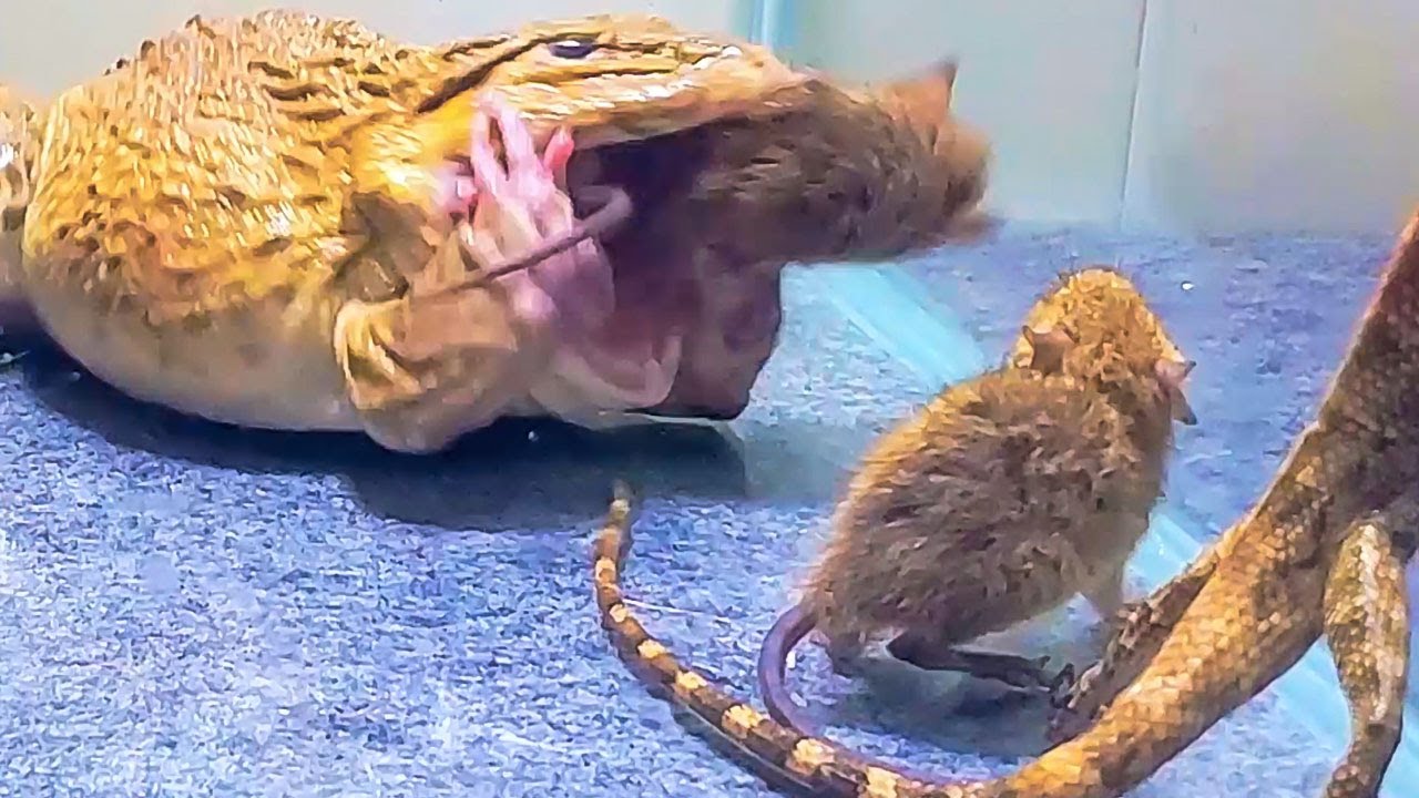 Giant Bullfrog Eats Angry Tree Lizard And Mouse! Asian Bullfrog Live ...