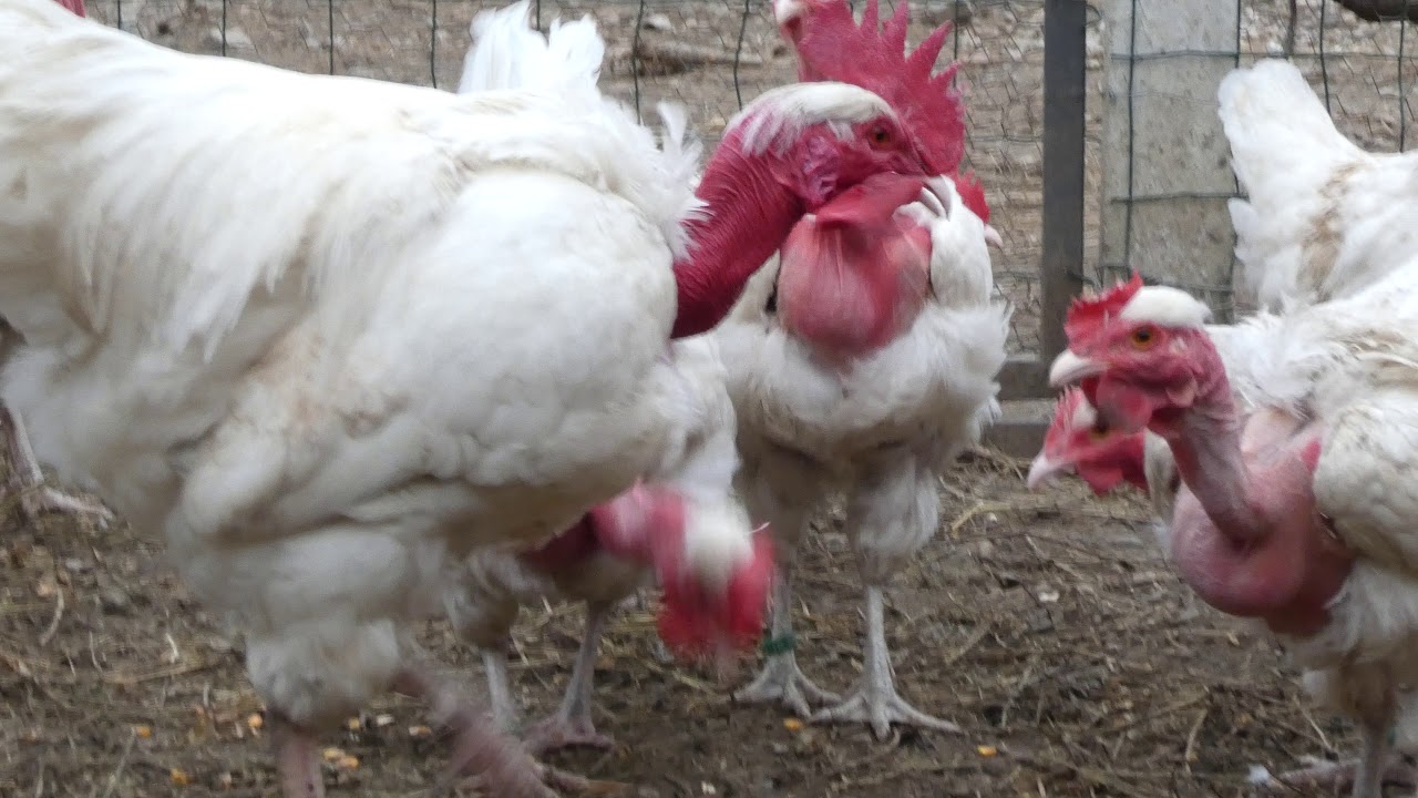 Gat golas de Transilvania alb - YouTube