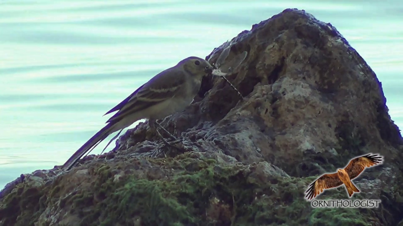 Bird catching dragonfly - YouTube