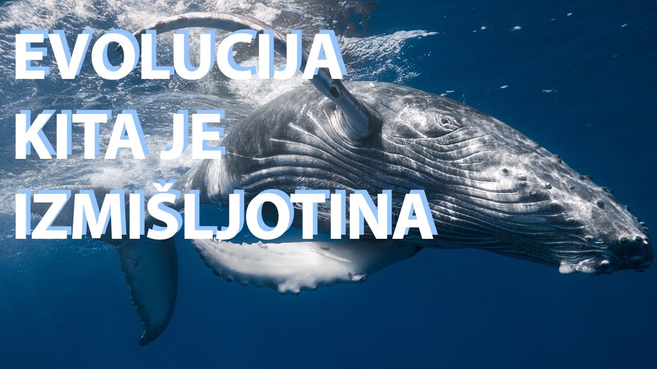 EVOLUCIJA KITOVA - Obična bajka | Calvin Smith (hrvatski prijevod ...