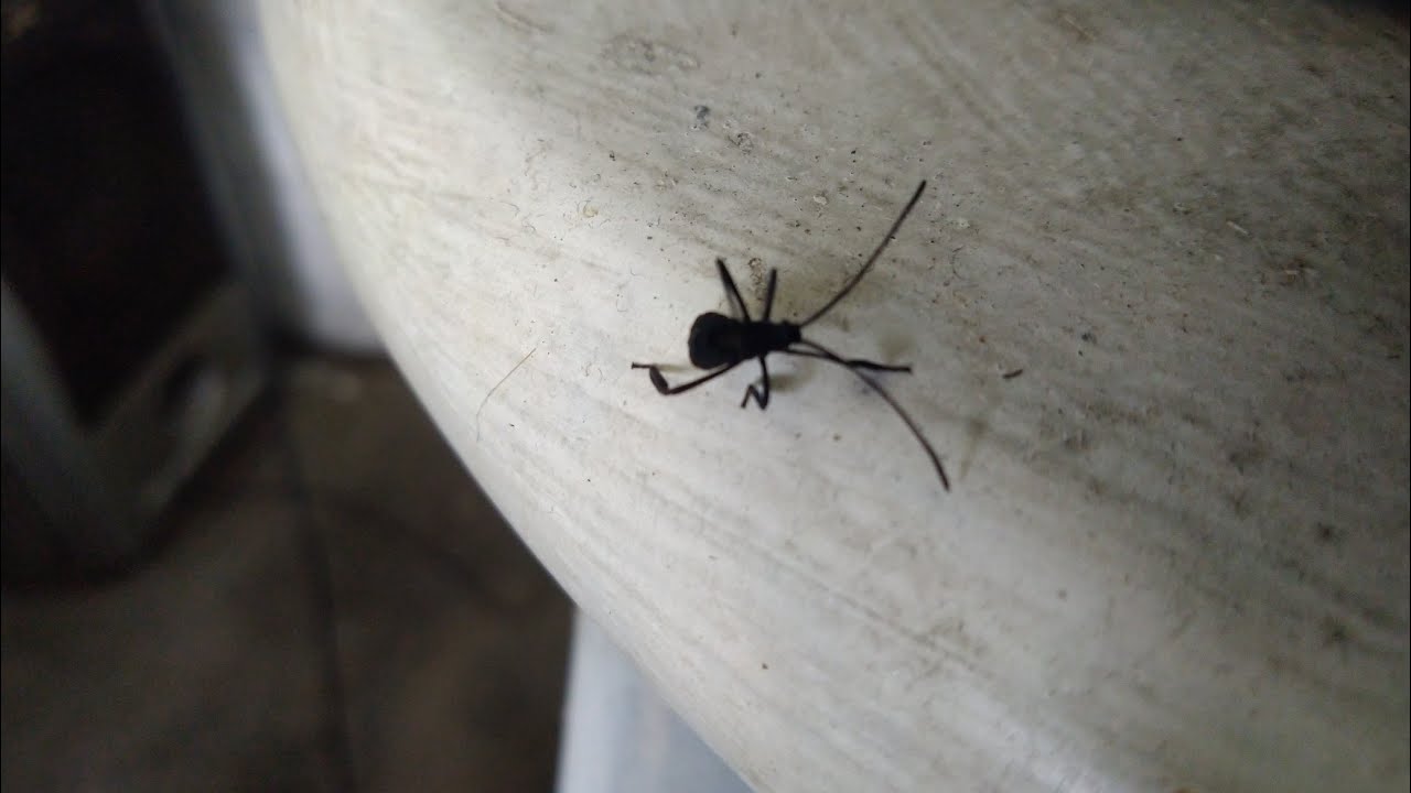 Very Friendly Small Black House Spider (Cute) Busy With Him/Herself ...