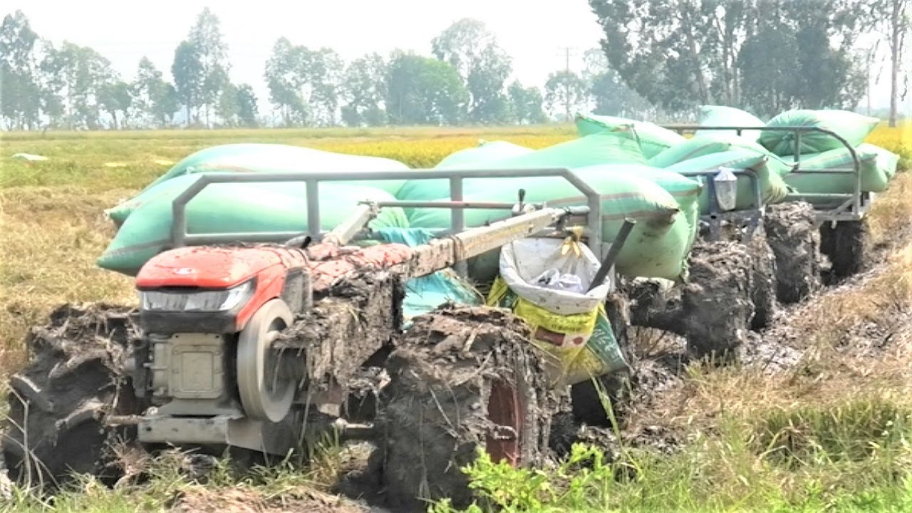 Activities of farmers transporting rice in Komnorb village. - YouTube