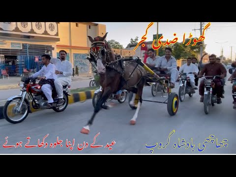 Ziddi gujjar horse try owner Chachi badshah group All Pakistan tanga ...