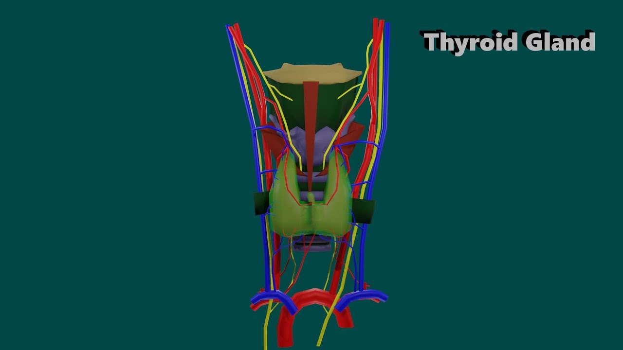 3D Anatomy of Thyroid gland - YouTube