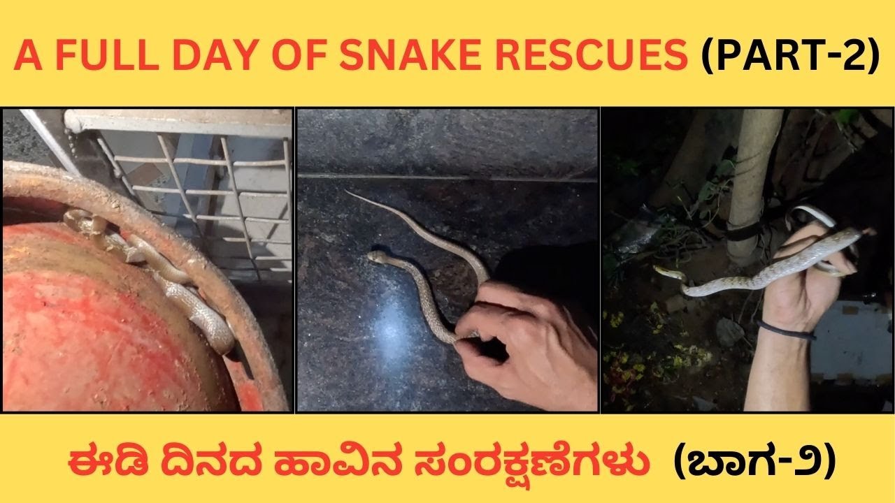 SNAKE RESCUE #252 - YouTube