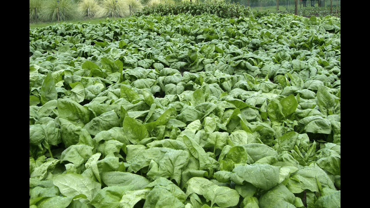 Cooking Wild Spinach in the UK - YouTube