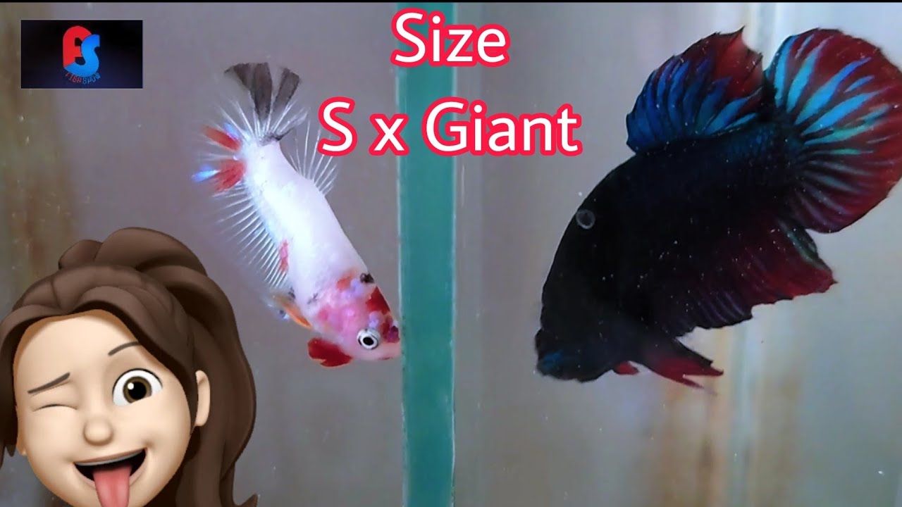 Siamese Fighter fish x Betta Size S Ep093 - Fish Show #fishfighter # ...