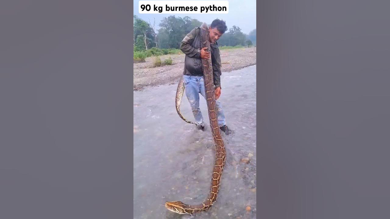 Lifting this 13 ft python isn't easy #python #snakes #snakesaver # ...