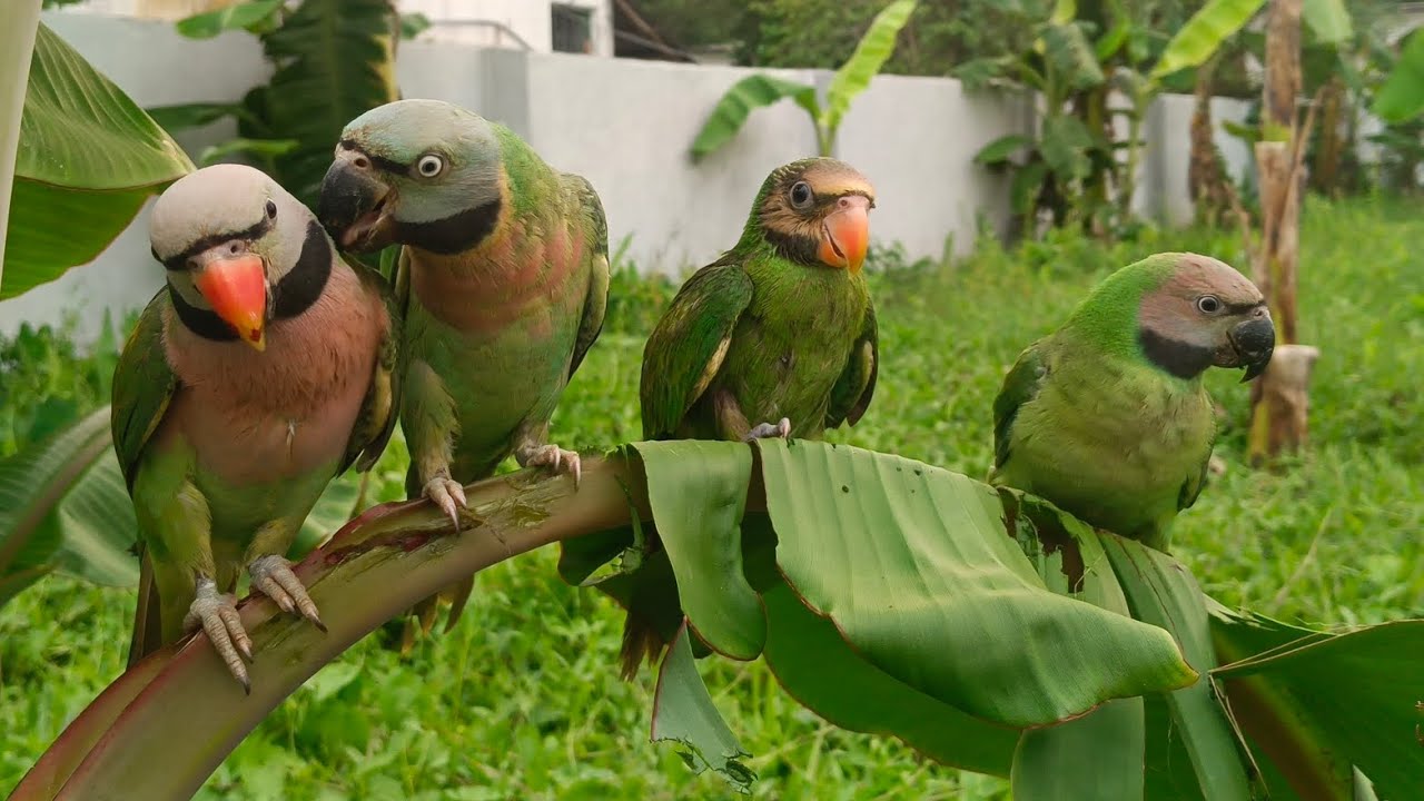 Natural parrot sound /how can Tame parrot baby?one of the easier ...