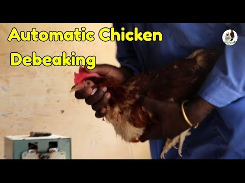 Automatic Chicken Debeaking - YouTube