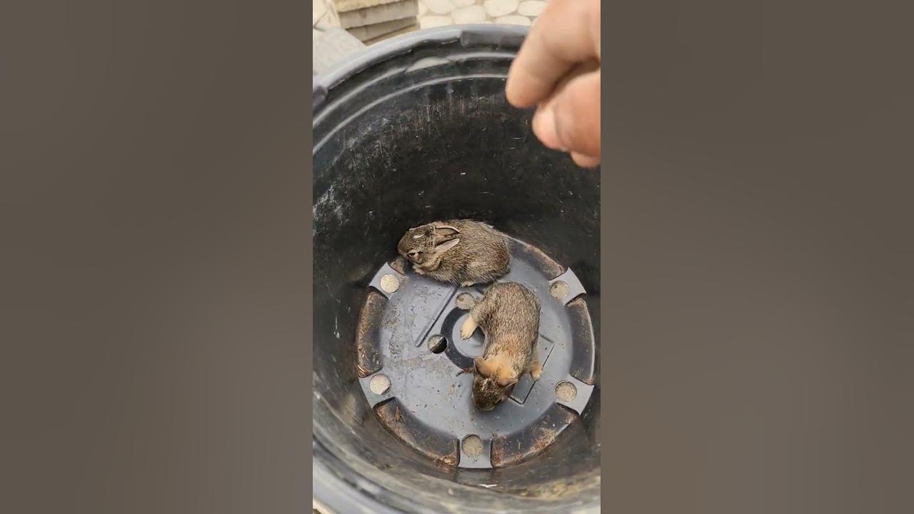 Tiernos Conejitos 🐇 Youtube