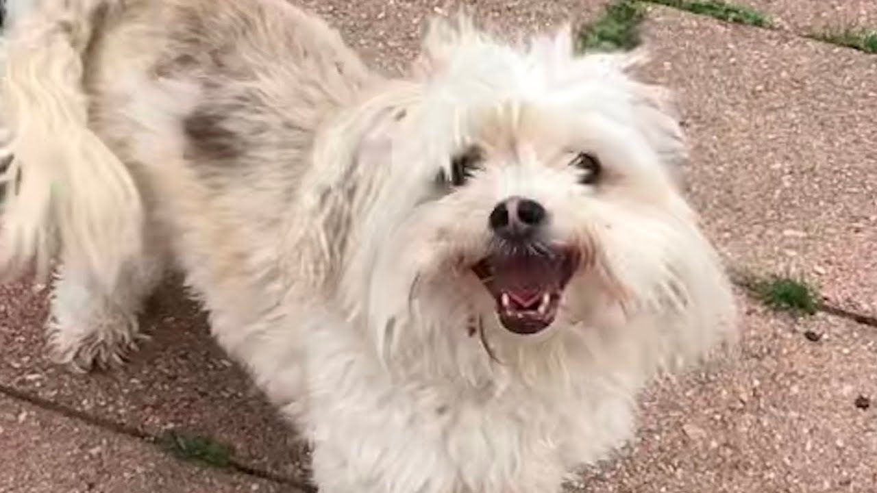 Charry and Stella - Dog n Kitty City - YouTube