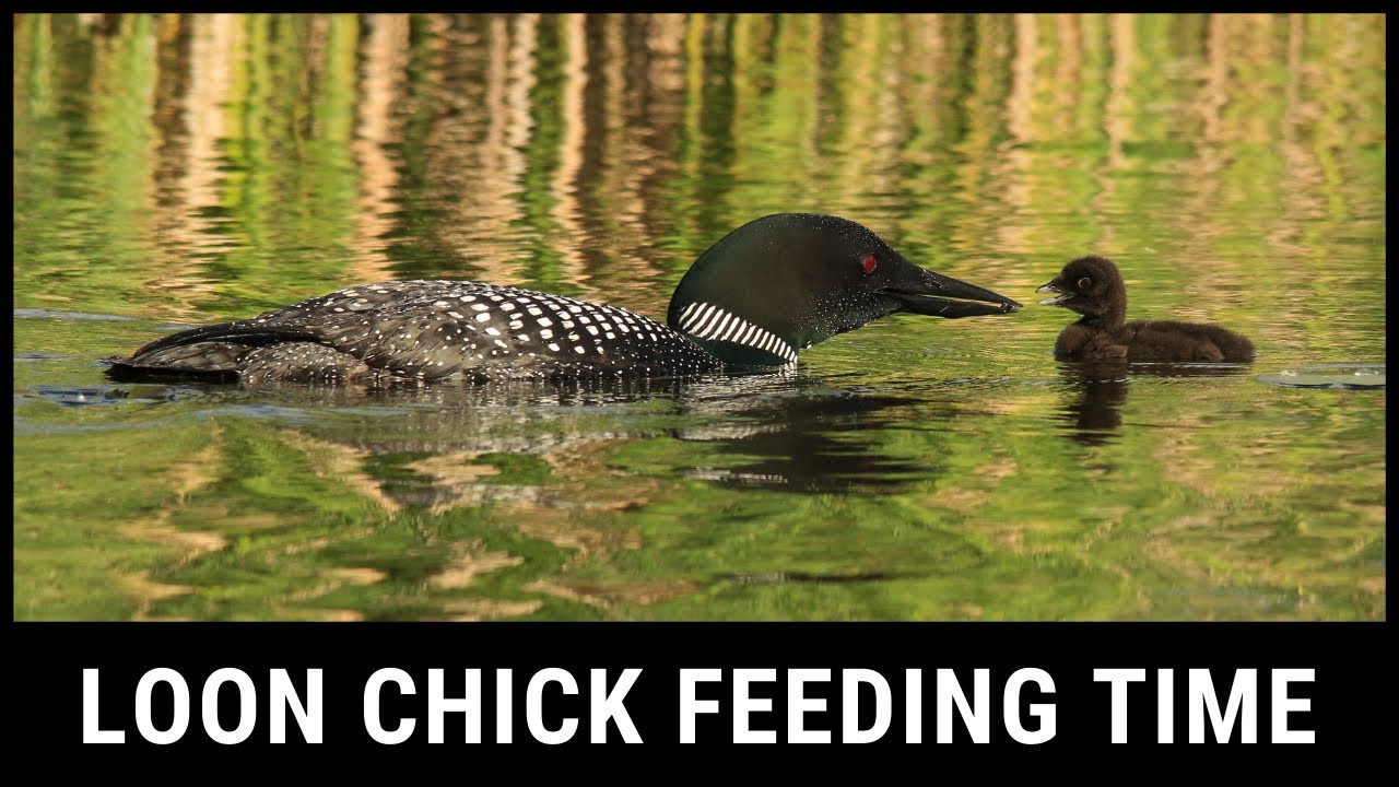Common Loon Parent Feeds Newly-hatched Chick (Two Days Old!) - YouTube