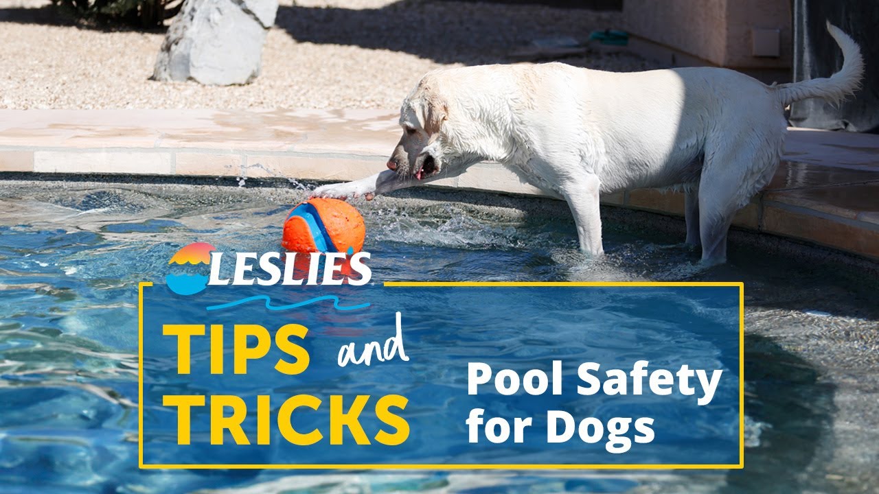 Tips & Tricks: Pool Safety for Dogs | Leslie's - YouTube