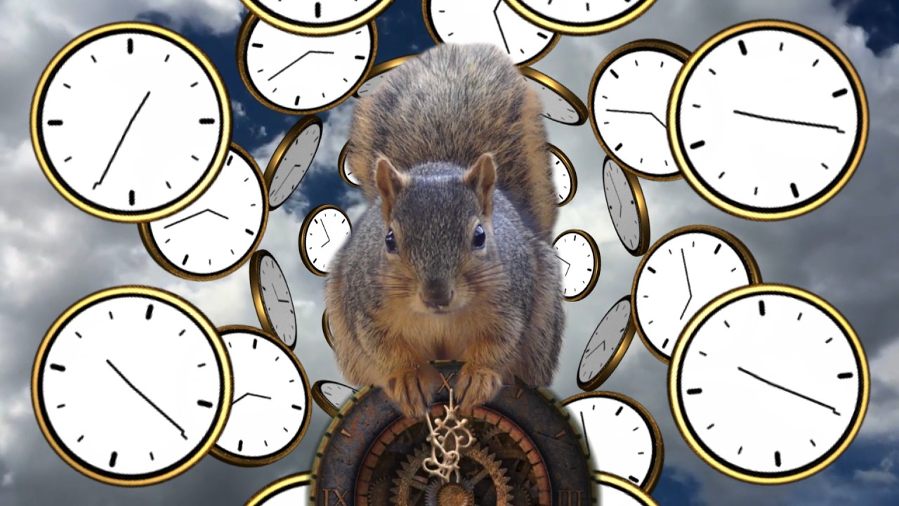 Squirrel Sings Time/Breathe (Reprise) by Pink Floyd - Porch Critter ...