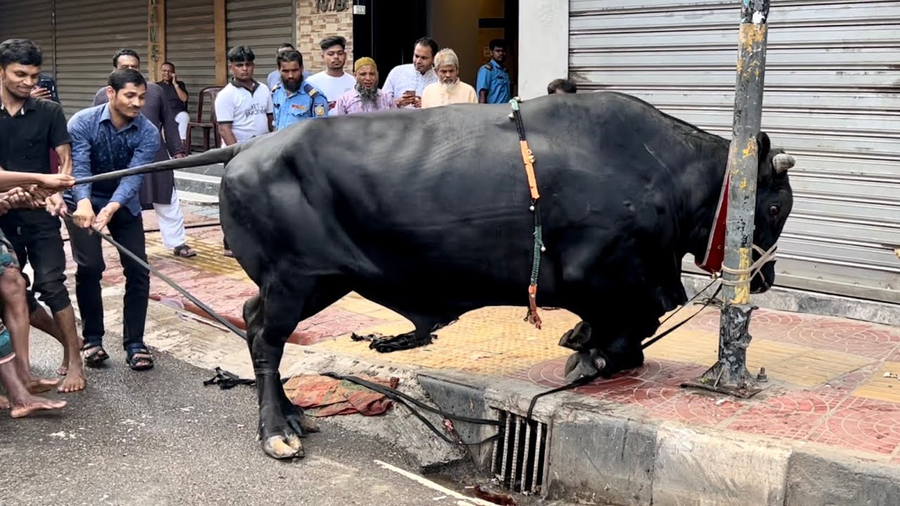 BIGGEST 1300KG AGGRESSIVE AUSIE BULL GROUNDING | MOHSIN TOWER - YouTube