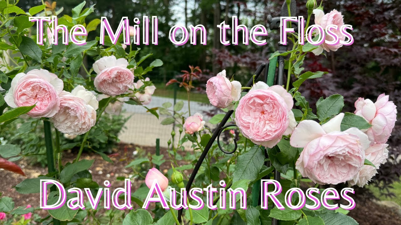 The Mill on the Floss | David Austin Roses @dreamrosegarden4094 Wisconsin Zone5B #กุหลาบอังกฤษ ...
