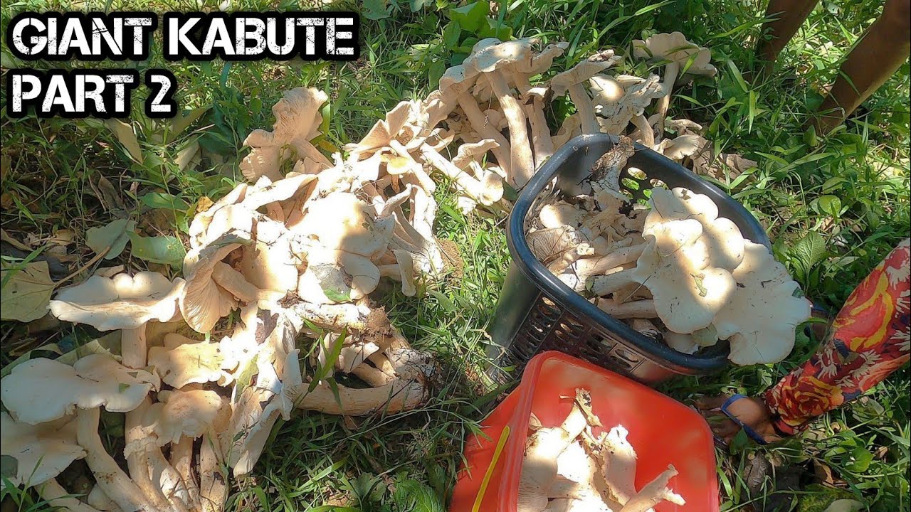 e122 Part 2 | Mga nag lalakihang KABUTE | Swerte | Mushrooms | D ...