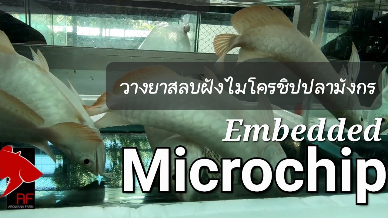 embedded microchip วางยาสลบ ฝังไมโครชิปปลามังกร - YouTube