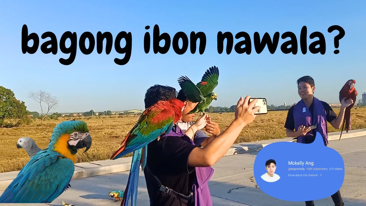 BAGO ANG SAKUNA 😅 BAGONG IBON NI IDOL MCKELLY ANG NAWALA?! - YouTube
