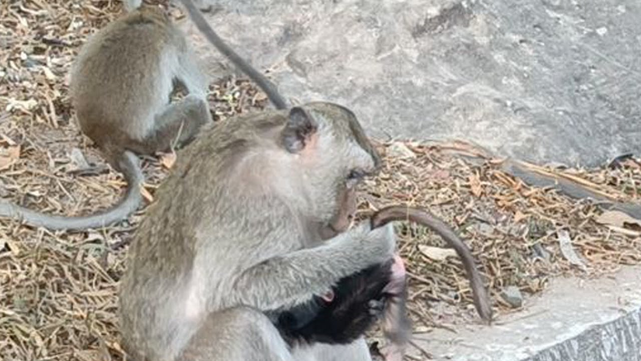 Pity Monkeys life On the Street , Monkey Viral - YouTube