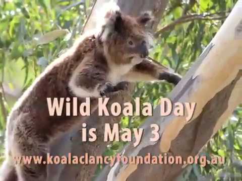 Koalas are fast! - YouTube