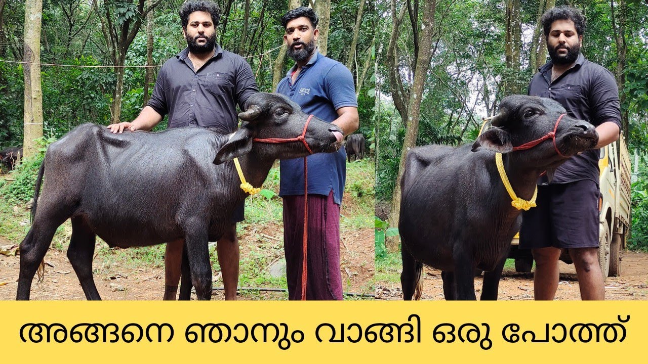 ഇവരുടെ ഫാമിൽ നിന്നും ഞാനും ഒരു പോത്ത് വാങ്ങി|Buffalo farming|Buffalo ...