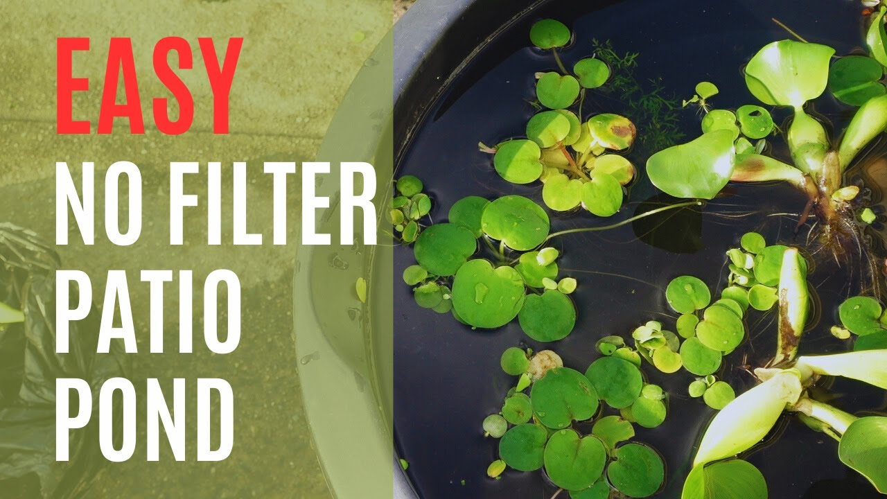 EASY No Filter Patio Pond Setup with RICEFISH - YouTube