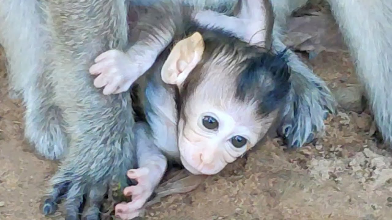 Cute Baby Go Out With Mommy Getting Food And Play Outside - YouTube